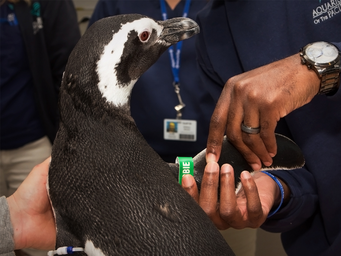 Donate to Adopt a Penguin