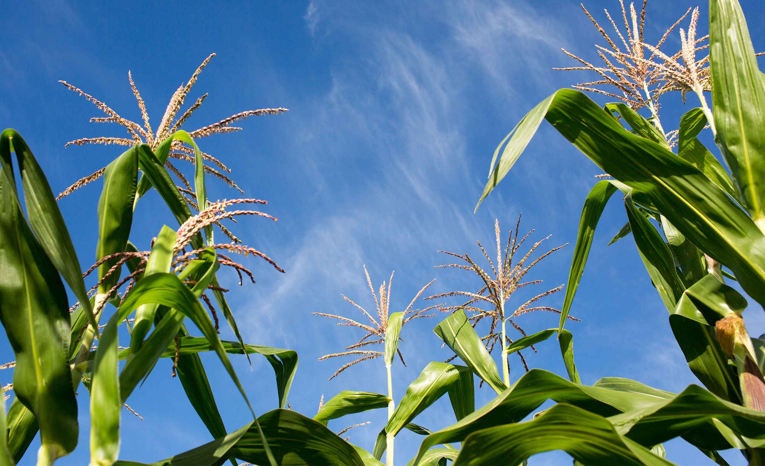 Donate to Planting Hope