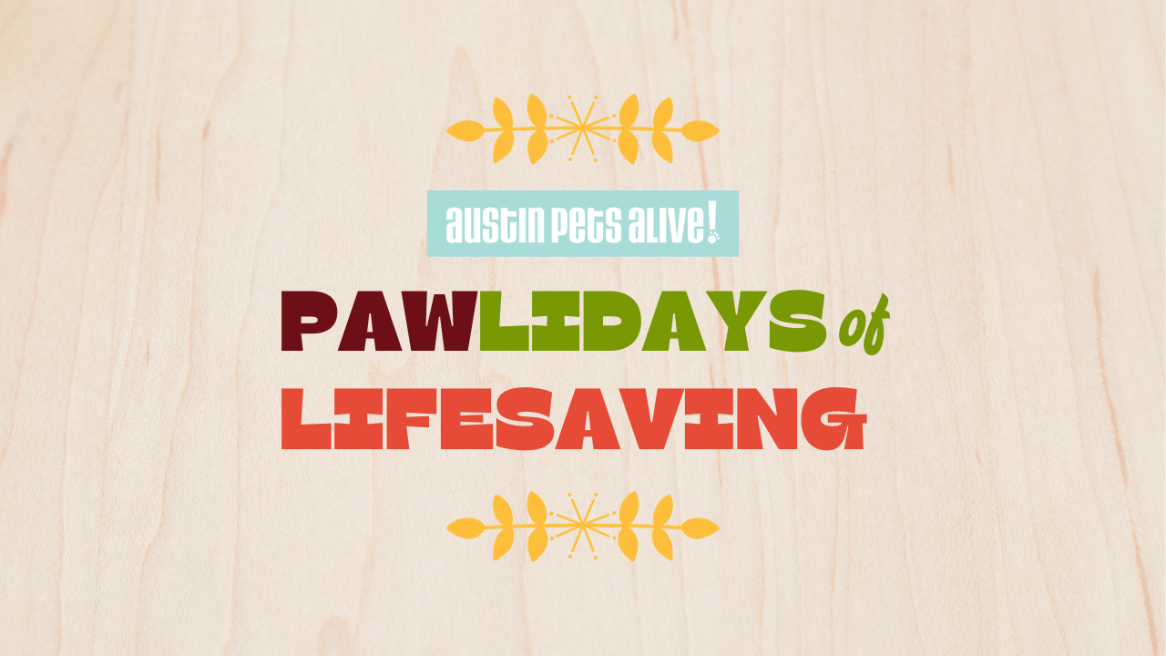 Support Austin Pets Alive! this Pawlidays of Lifesaving - Campaign