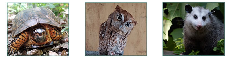 Caring for Critters - Campaign