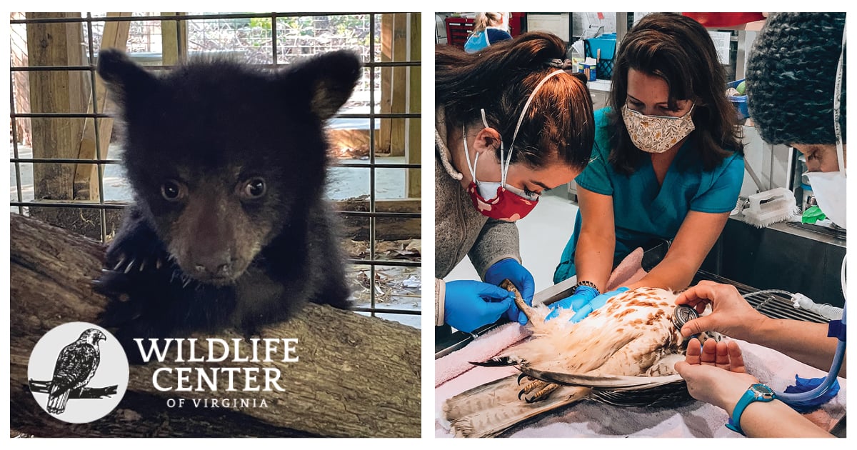 Donate to Wildlife Center Donations