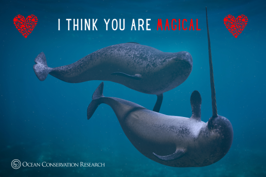 Sperm Whale Vocalizations | Ocean Conservation Research