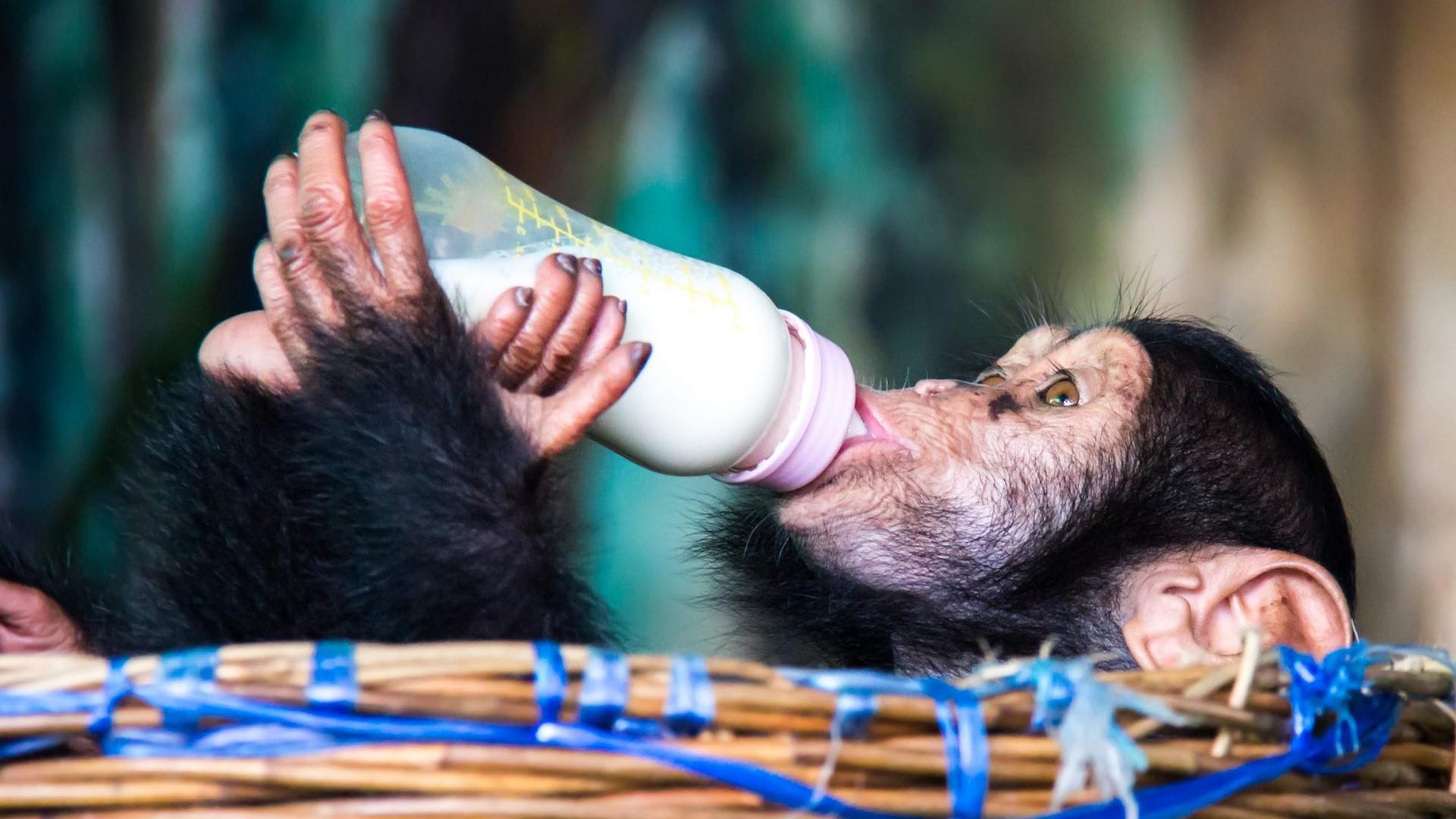 Primates Forever - Campaign