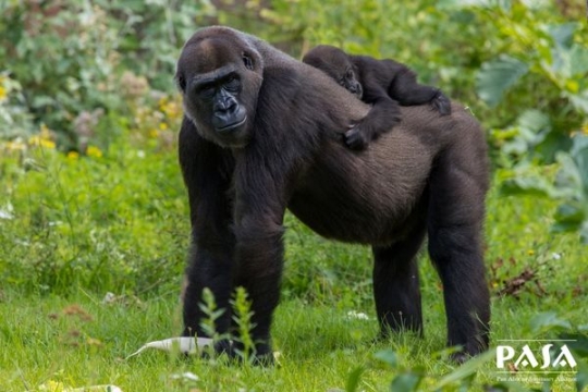 Donate to Protect Apes and Monkeys