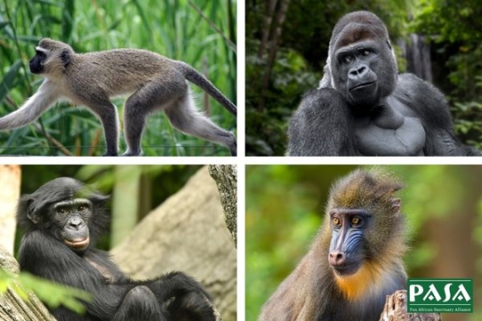 Donate to Protect Apes and Monkeys