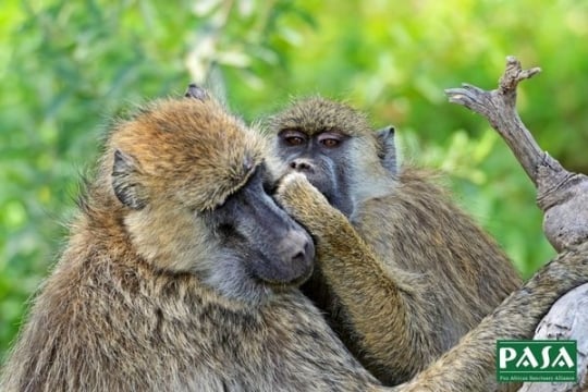 Donate to Protect Apes and Monkeys