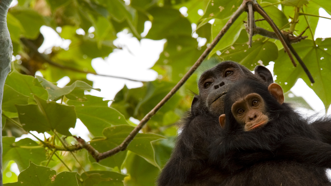 Donate to Protect Apes and Monkeys