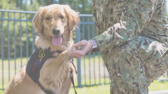 Veterans Day Honor Walk - Campaign