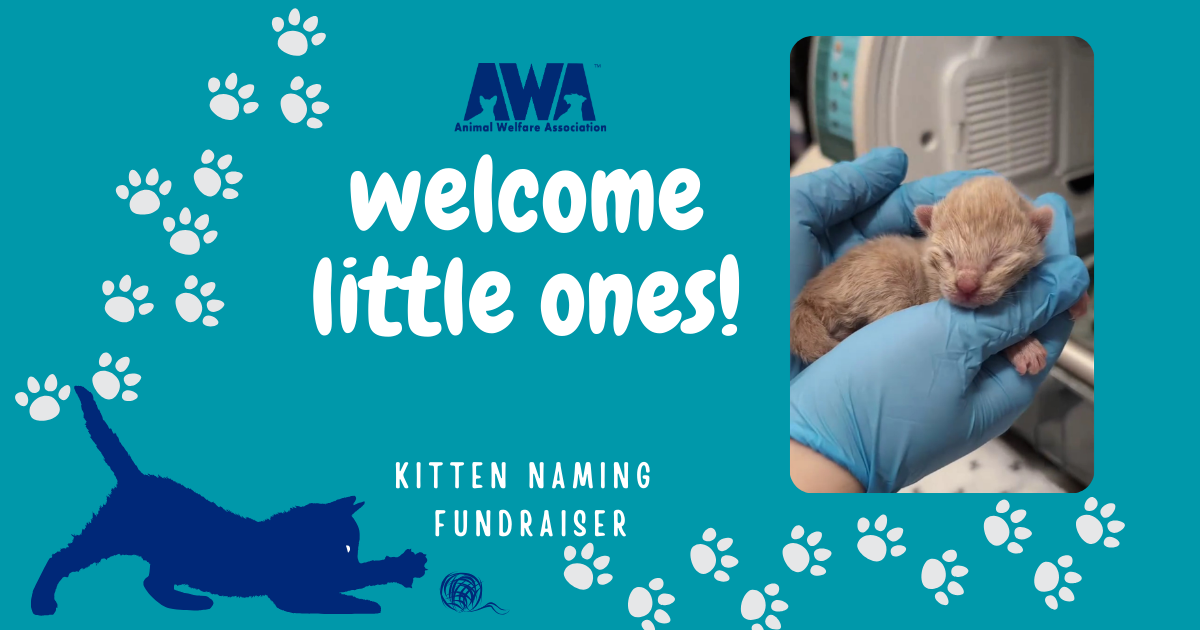 Kitten Naming 2025 - Campaign