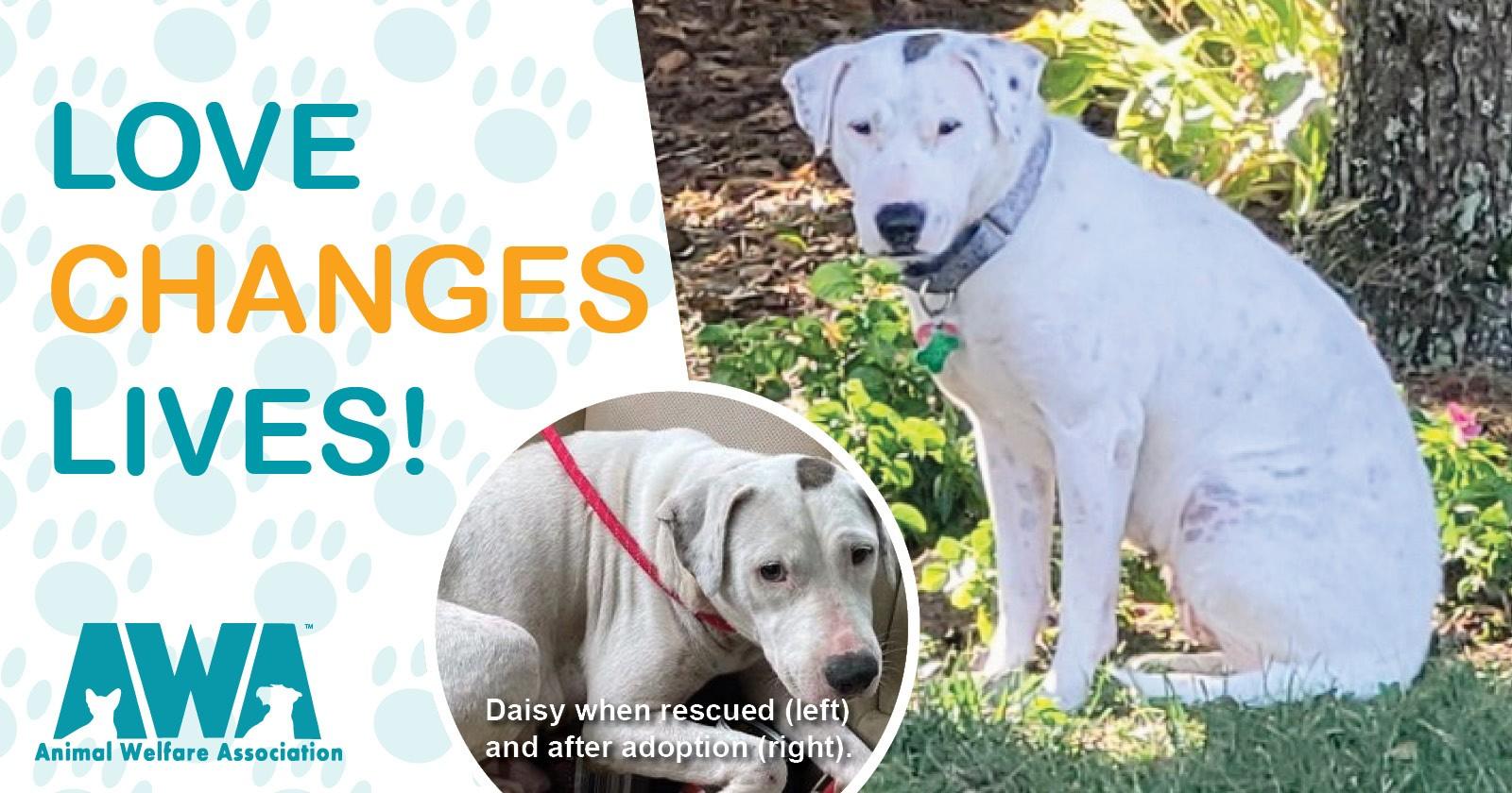 Pet Bereavement 2025 - Campaign