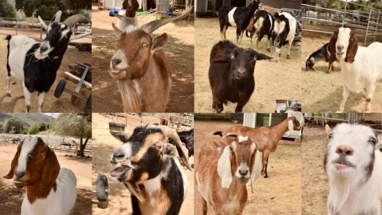 Golfing Fore! Goats 2025 - Campaign