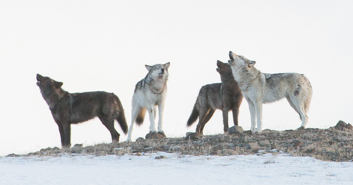 Donate to Help Protect Yellowstone's Iconic Wildlife 23 RG