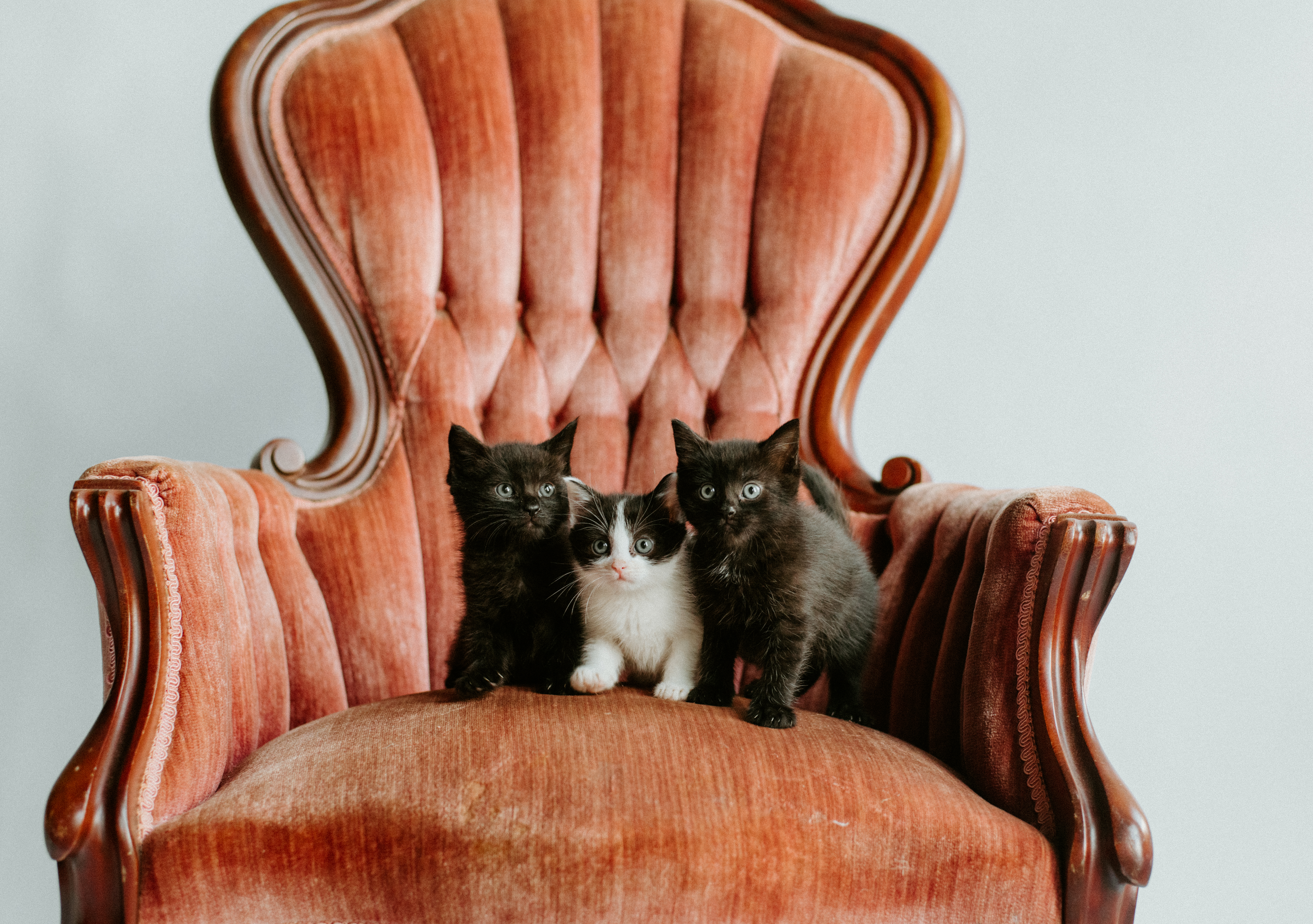 Donate to Kitten Crew