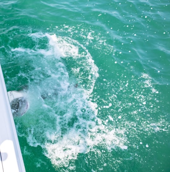 North Carolina Bull Shark Project - Campaign