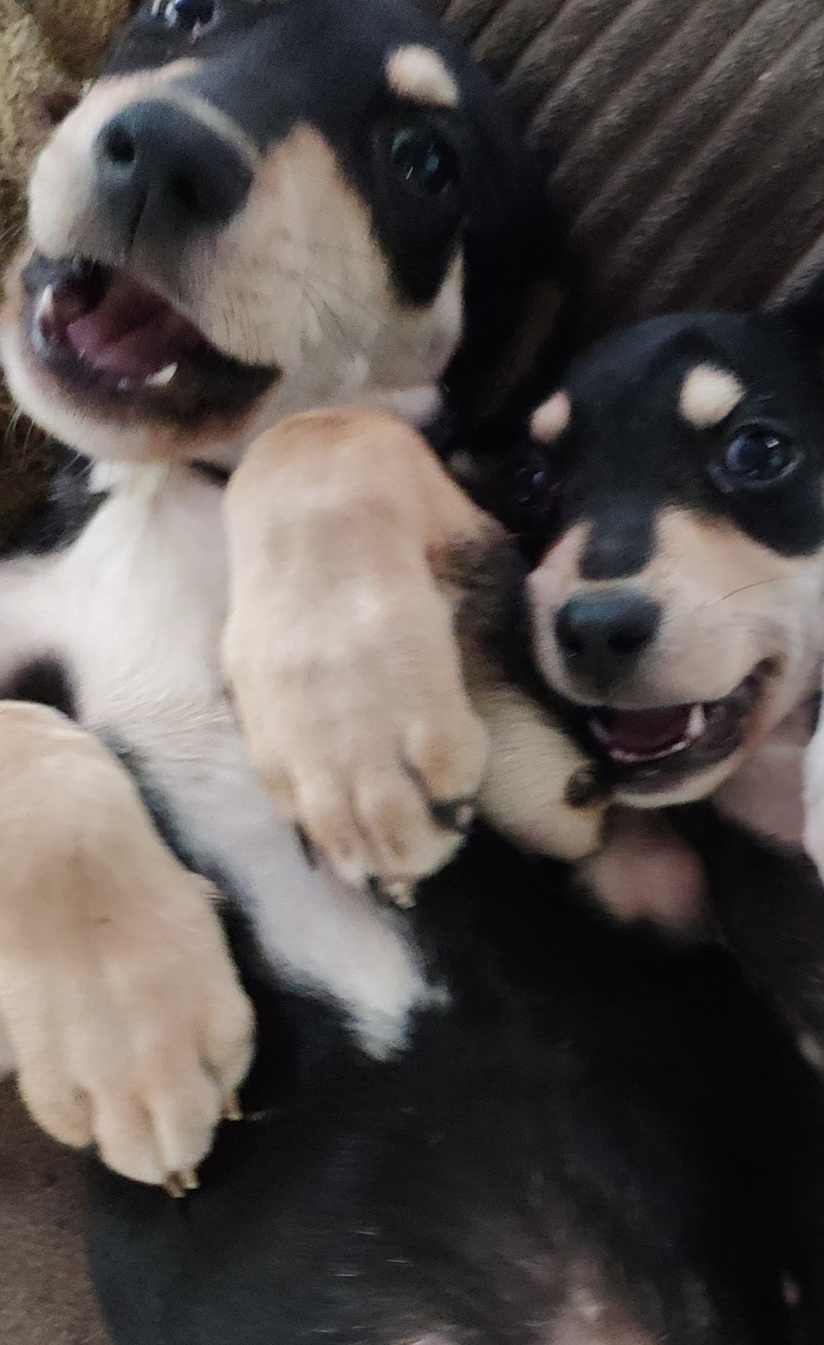 Donate to It's Time to Grow - Barbara's Animal Rescue