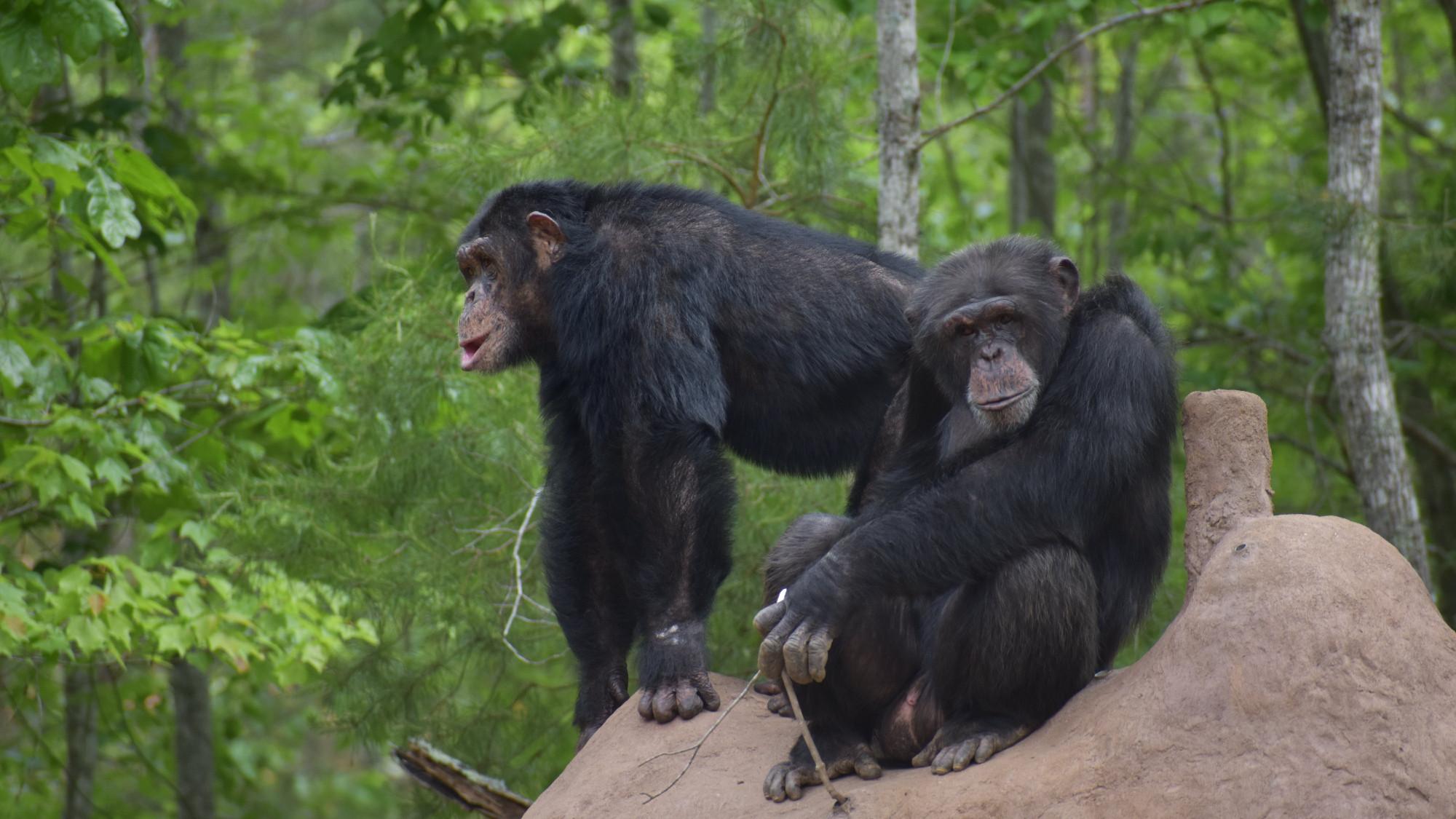 Great Ape Escape 5K-ish: 2025 - Campaign