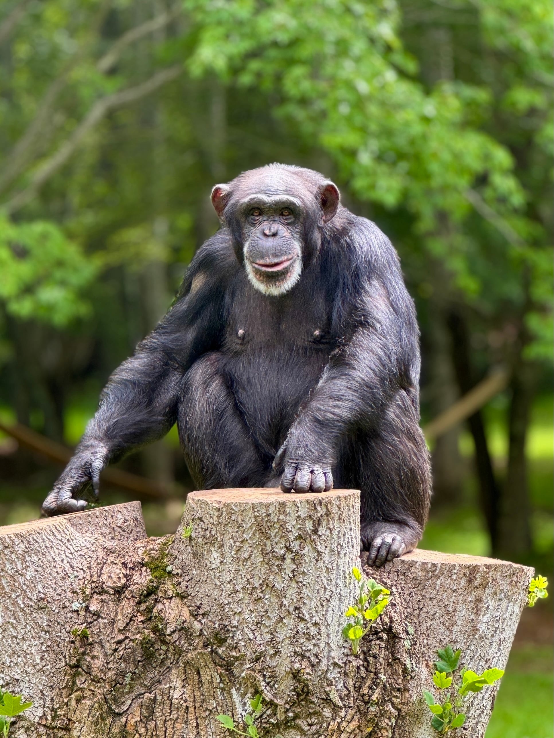 Donate to Project Chimps Holiday Giving