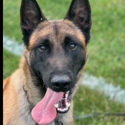 Jay Rainville 's fundraising page for Spikes K9 Fund