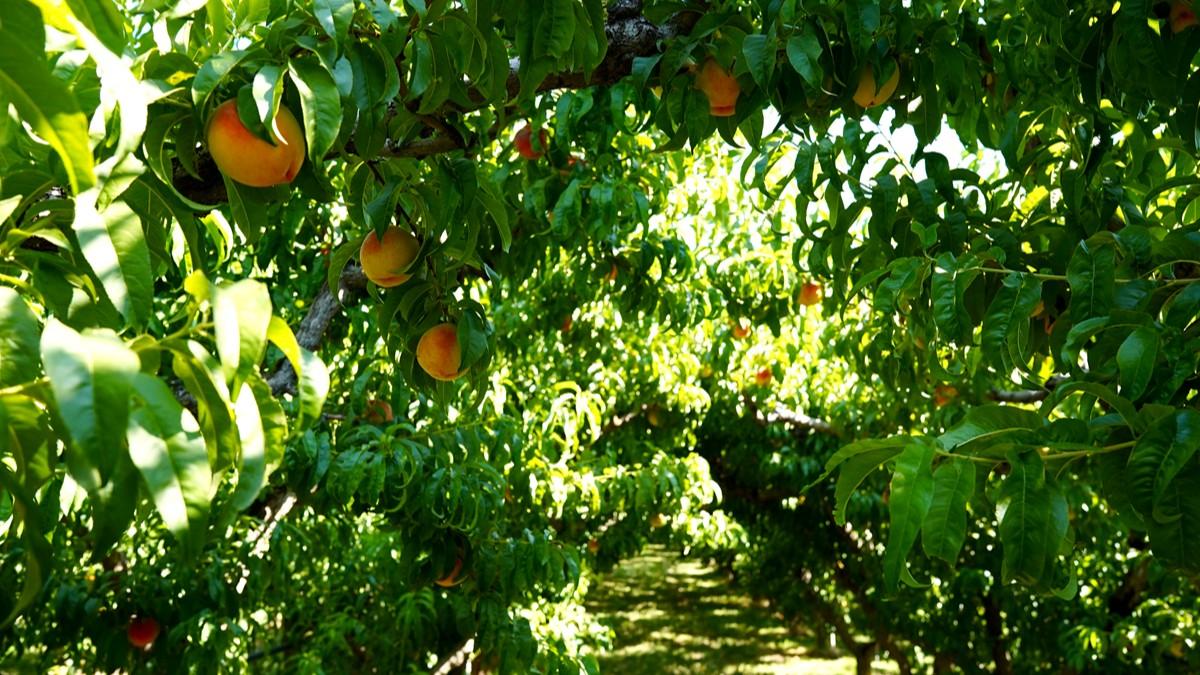 Colorado Experience: Palisade Peaches Live Stream & Conversation - Campaign