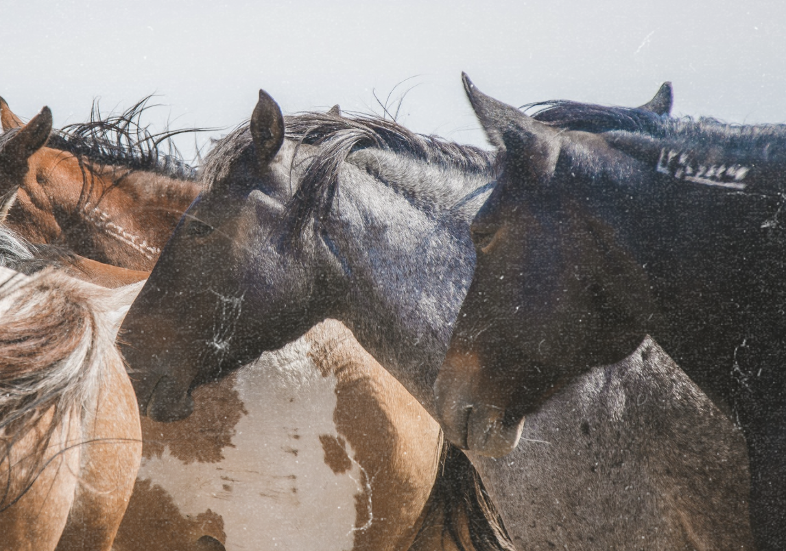 Boots, Buckles + Bourbon 2024 - Campaign