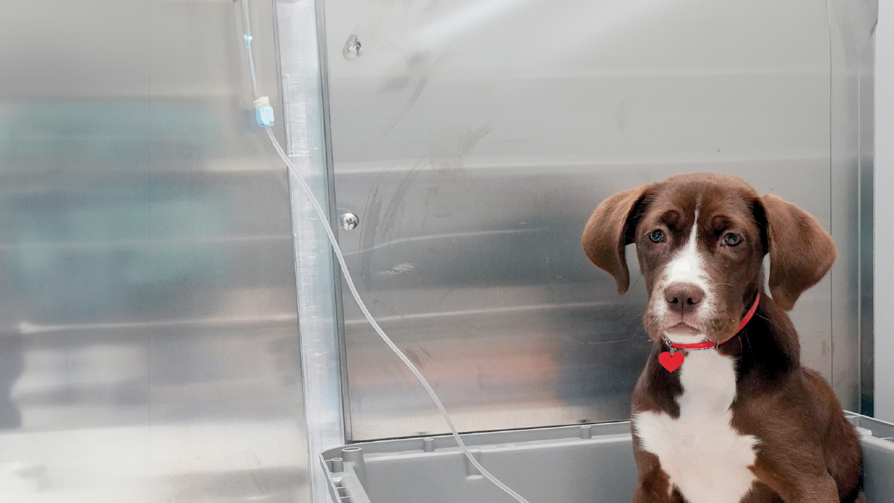 Donate to Give now to help animals like Buffy