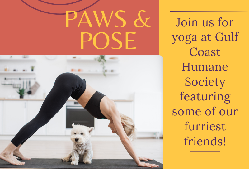 Paws and Pose - Campaign