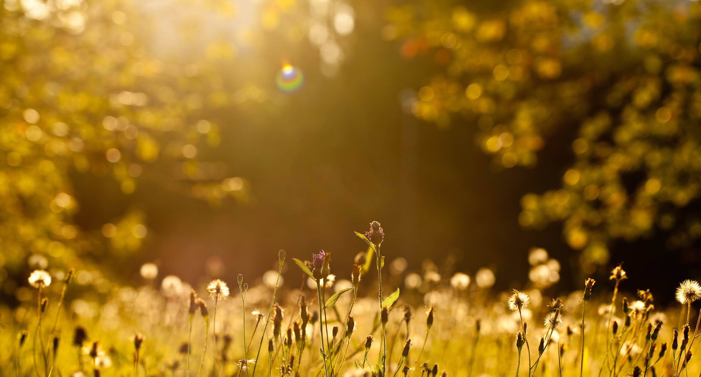 Donate to Ethan Yu Horst