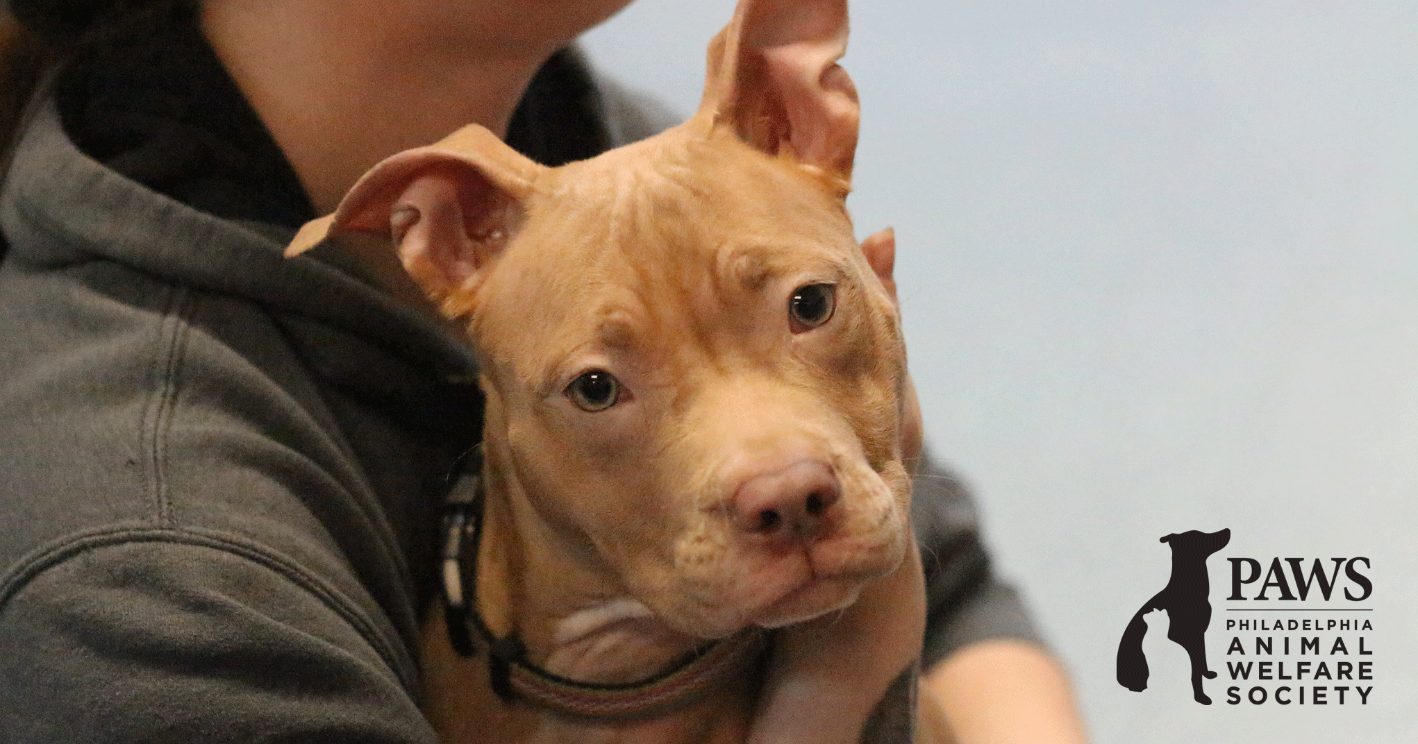 Donate to PAWS (Philadelphia Animal Welfare Society)