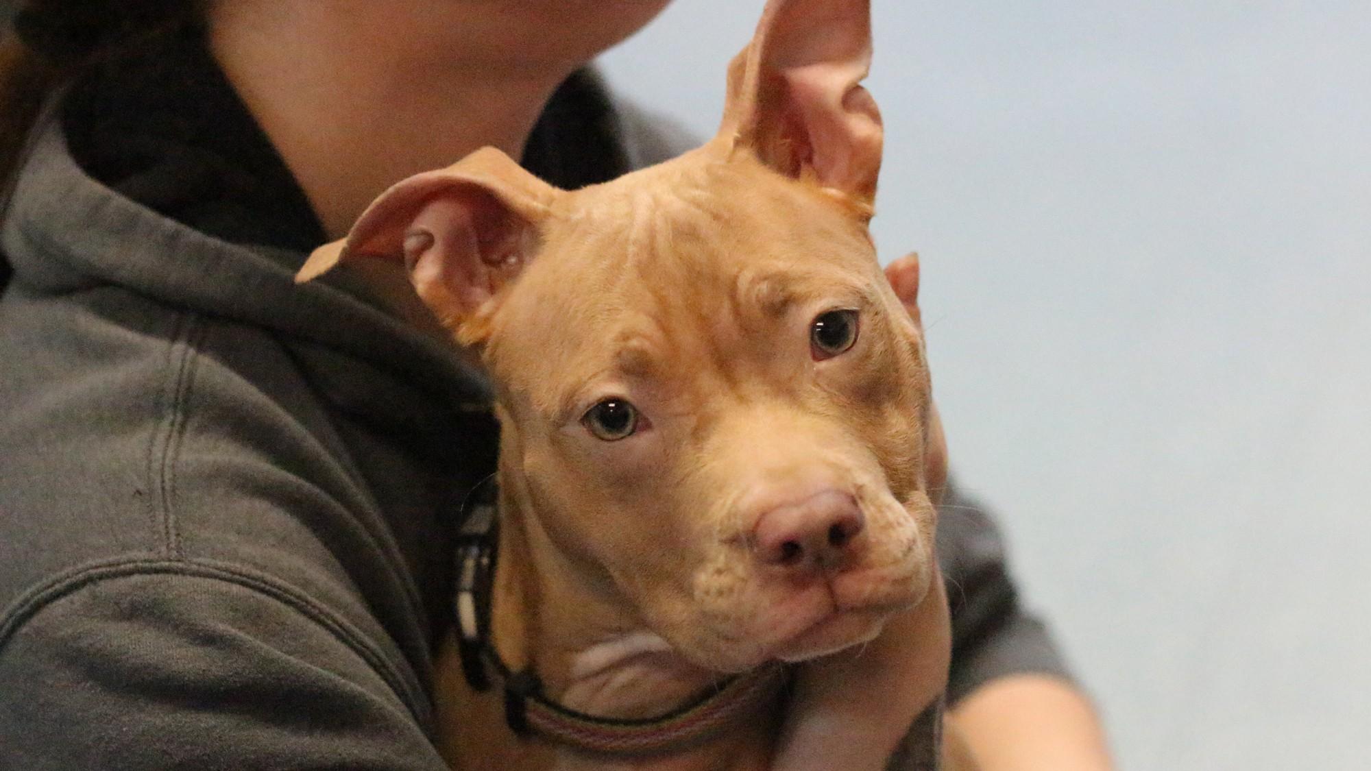 Donate to Emergency Fund for PAWS