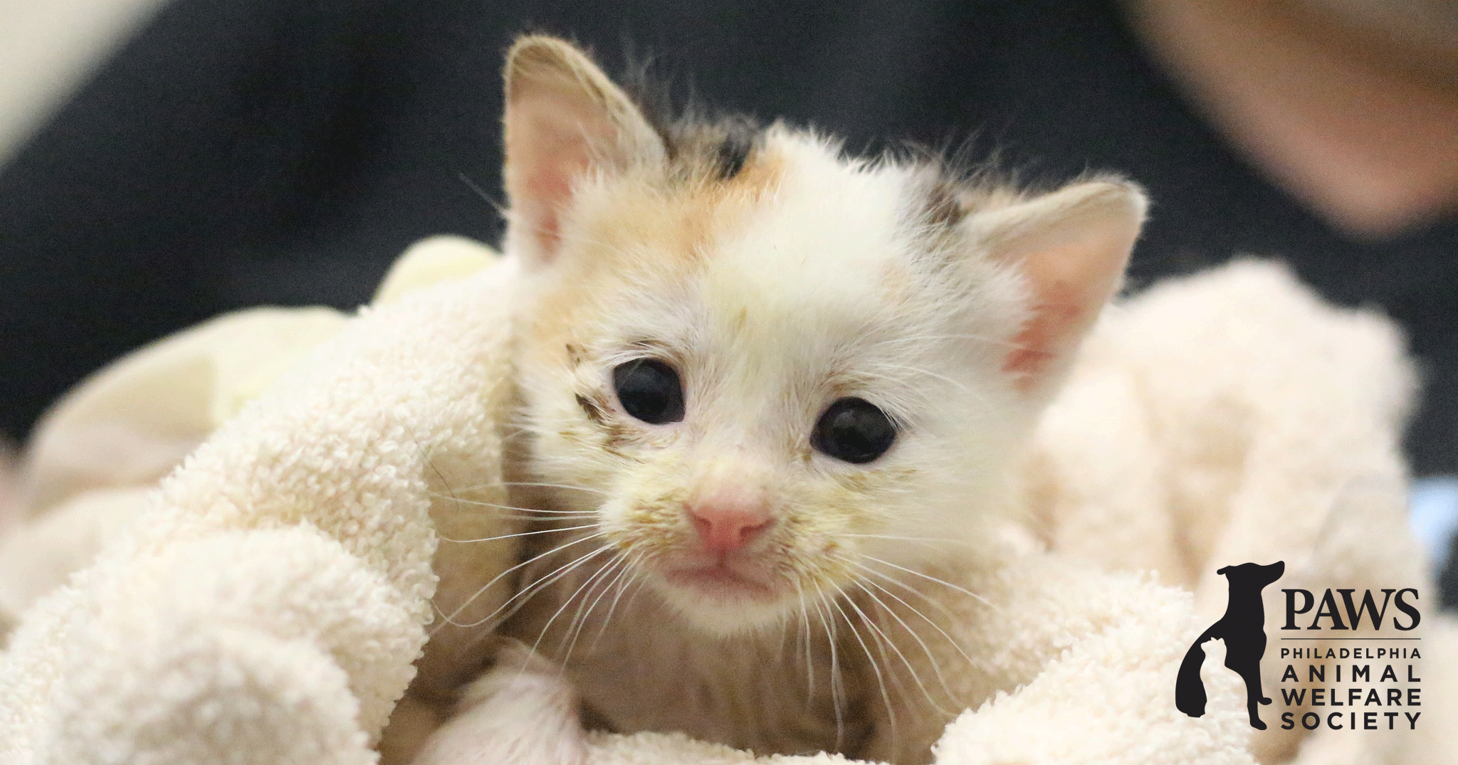 Donate to PAWS: Philadelphia Animal Welfare Society