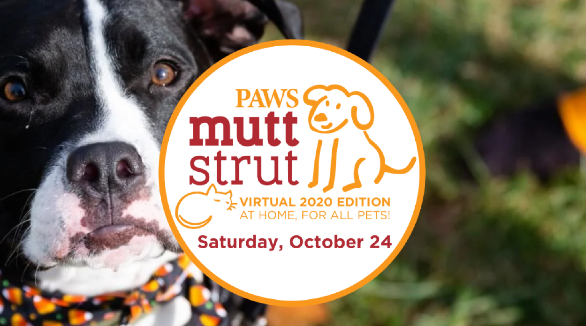 PAWS Mutt Strut: Virtual 2020 Edition - Campaign