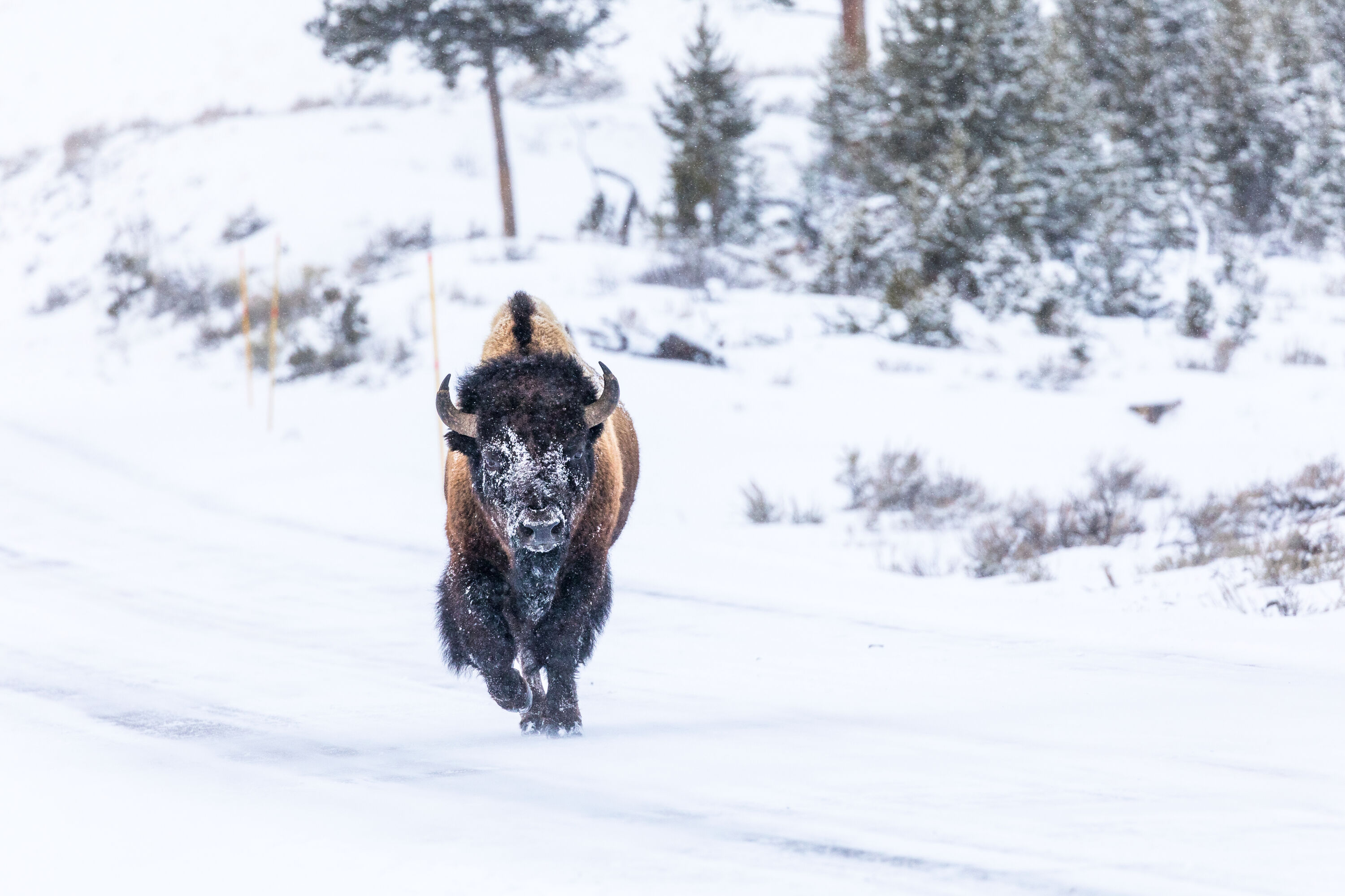Donate to Yellowstone Forever Giving Tuesday 2025