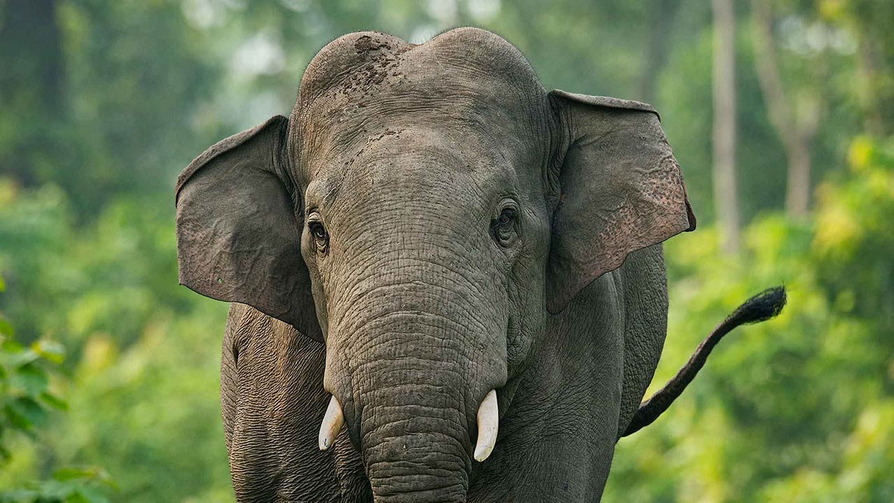 Donate to Conservation Nation Donations