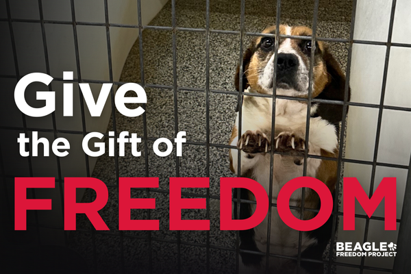 Donate to Beagle Freedom Project on Giving Tuesday