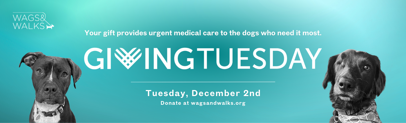 Donate to Nash Giving Tuesday