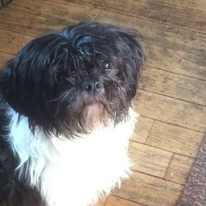Pat Bigley's fundraising page for Philadelphia Animal Welfare Society ...
