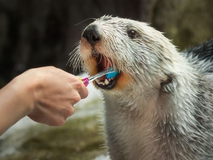 Shark and Ray Awareness Day - Campaign