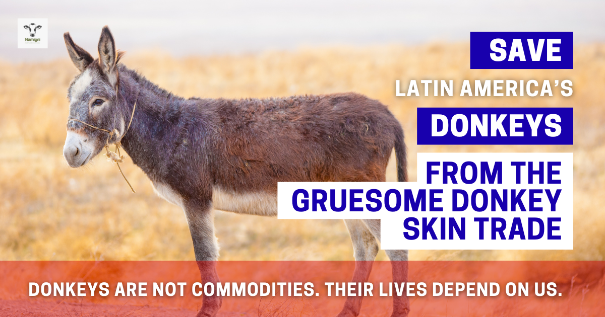 Donate to Save Latin America’s Donkeys from the Gruesome Donkey Skin Trade