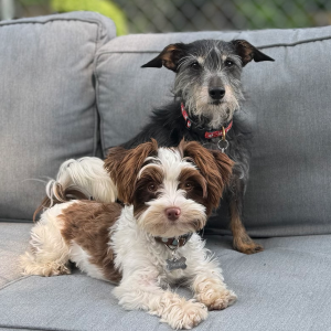 Jay and Jody Meyer's fundraising page for Animal Humane Society