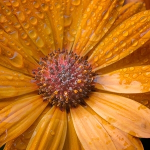 Tina Kohn in honor of Madelyn & NMS's fundraising page for Kay Yow ...