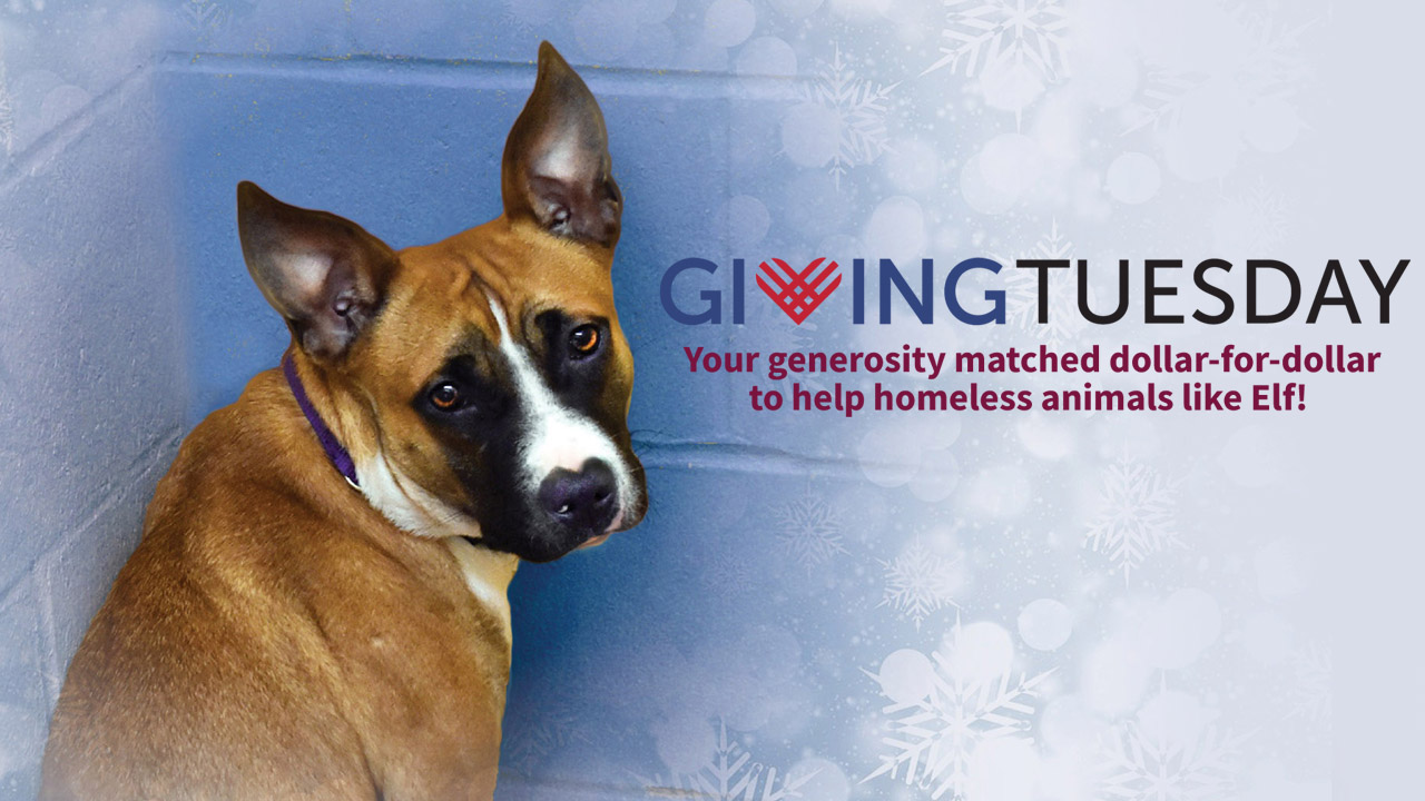 Giving Tuesday Matching Gift Challenge 2023 - Campaign