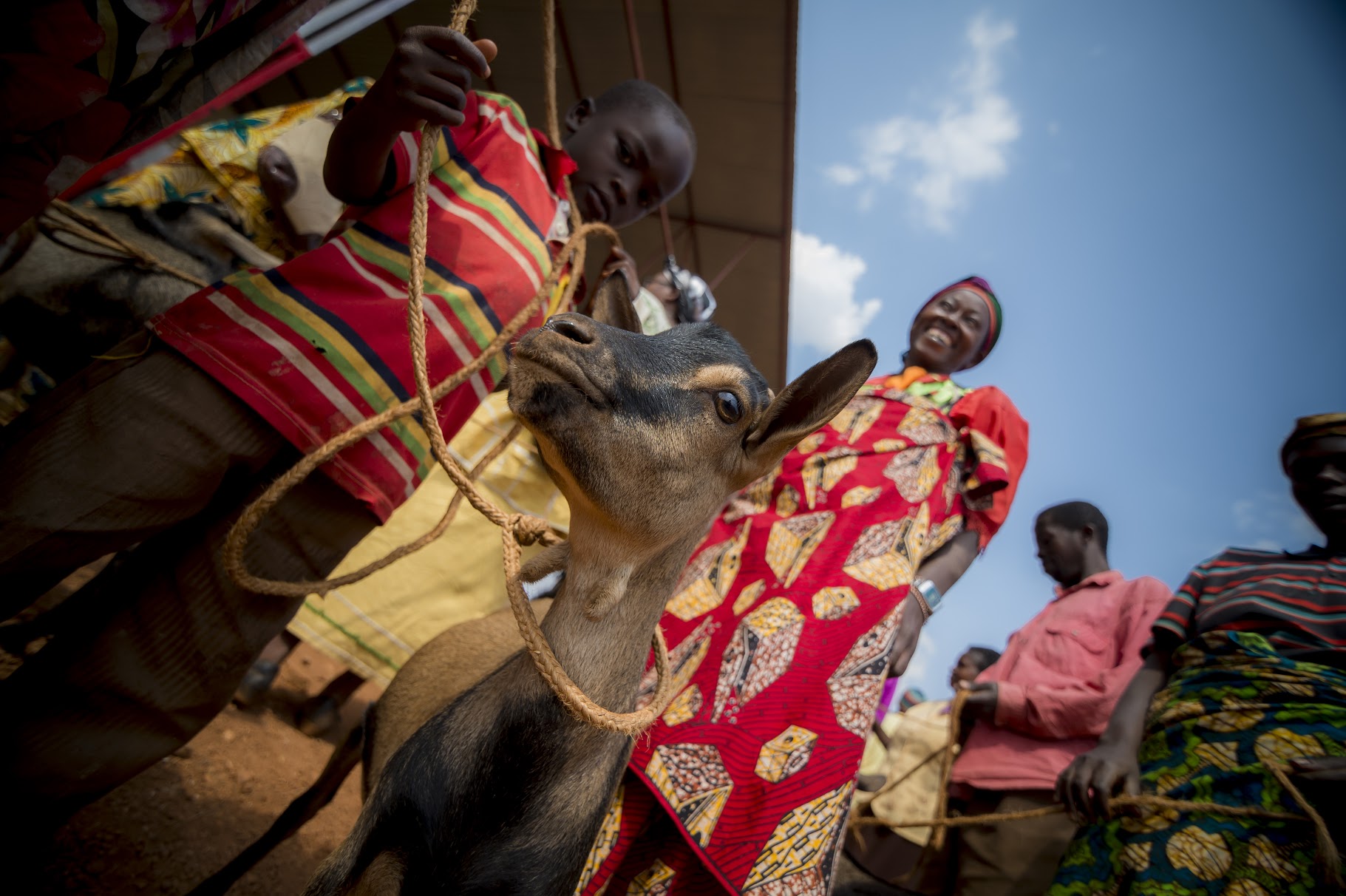 Spread Joy, Buy A Goat! - Campaign