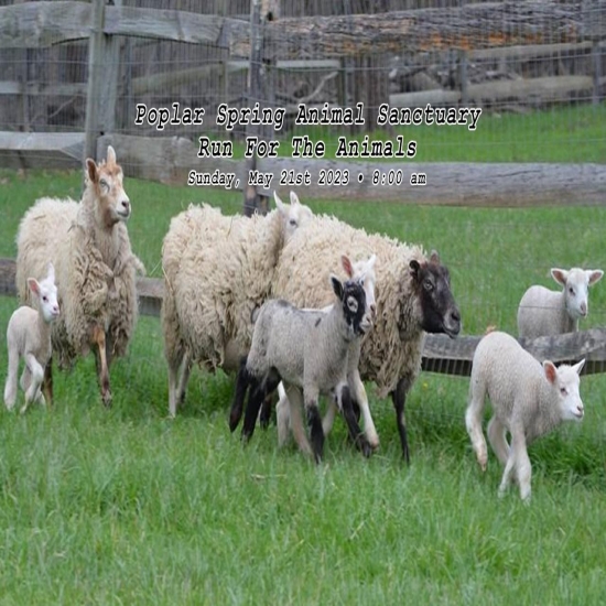 Poplar Spring Animal Sanctuary's Run for the Animals 2023 - Campaign