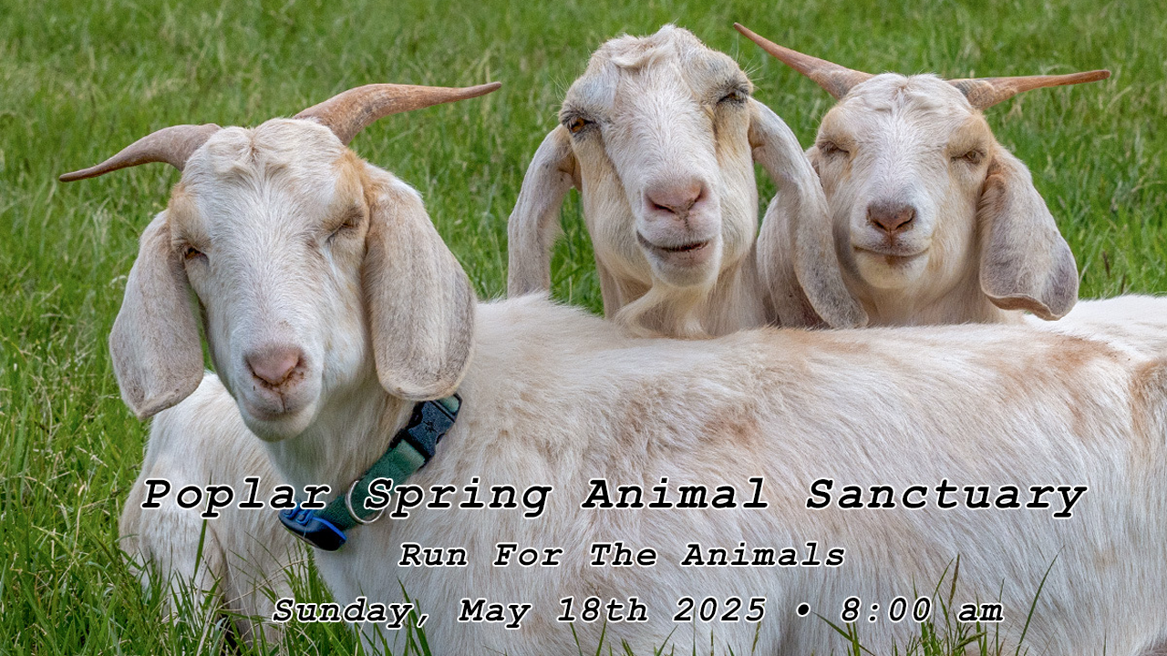 Poplar Spring Animal Sanctuary's Run for the Animals 2025 - Campaign