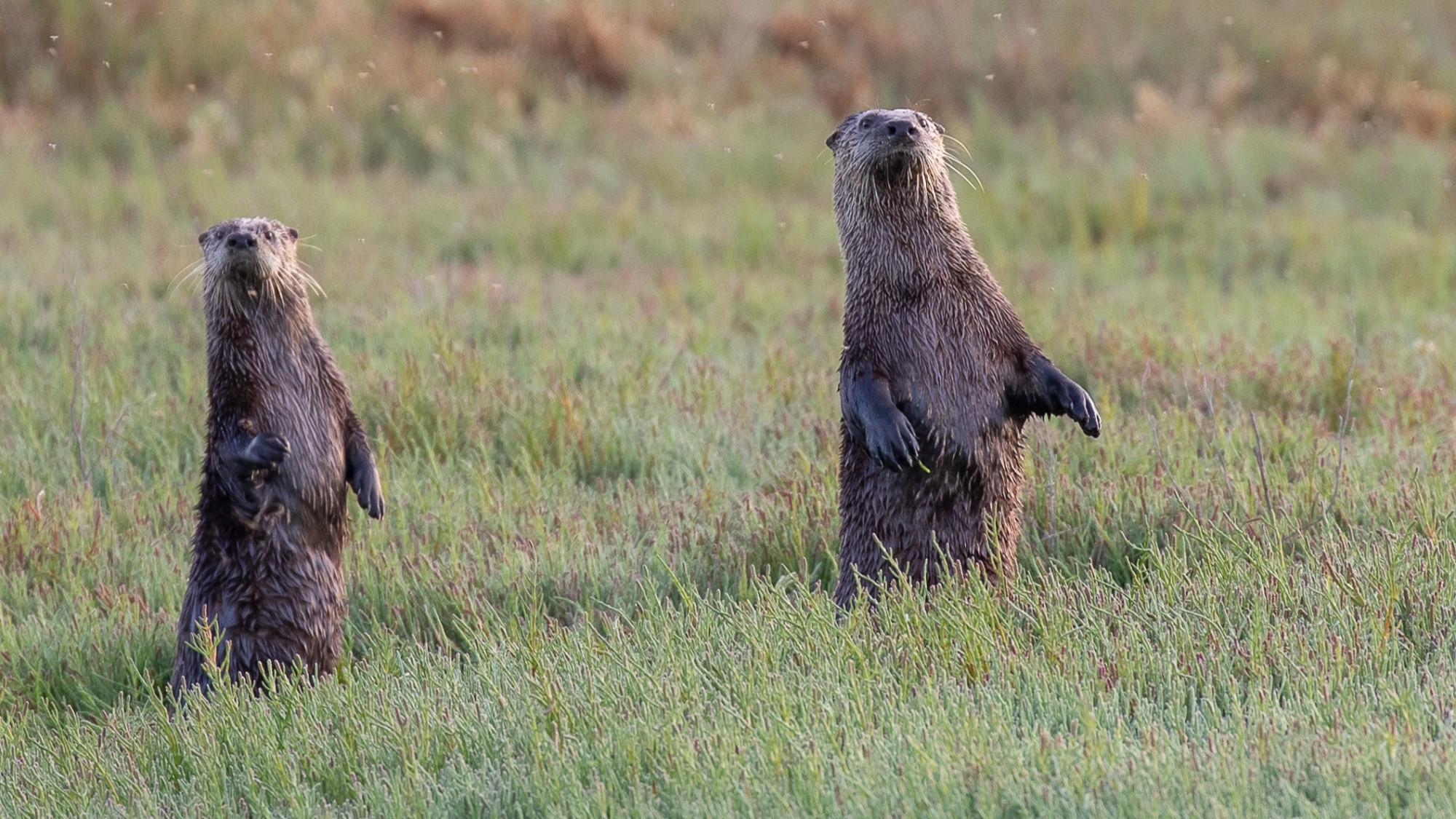 Classy Donation Page - Campaign