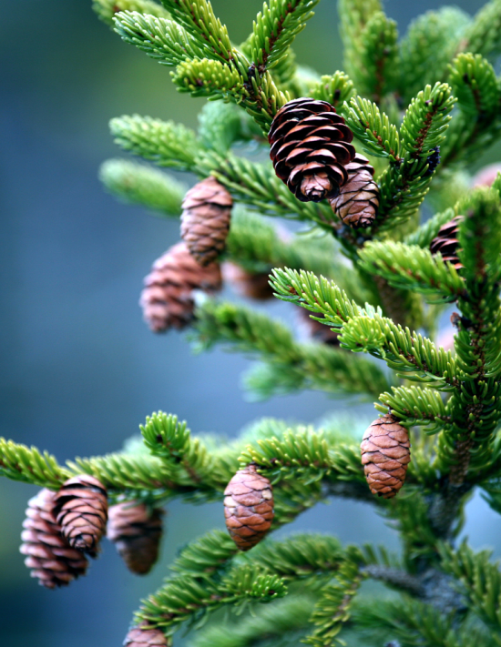 Donate to OCF Donation Page