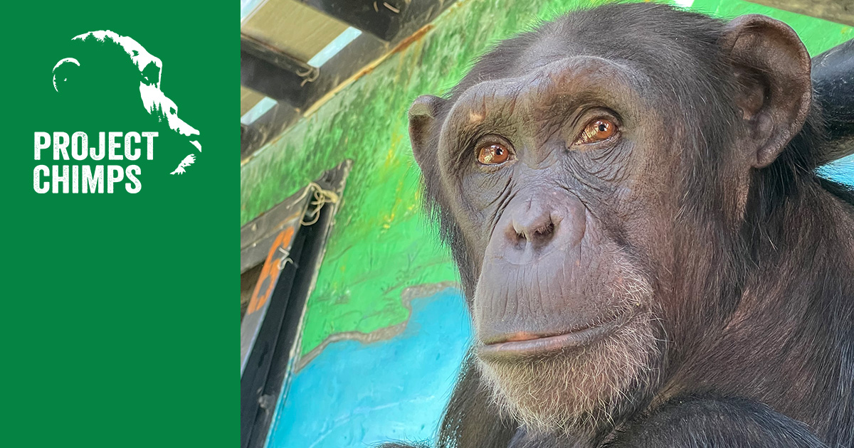 Donate to Project Chimps | GivingTuesday