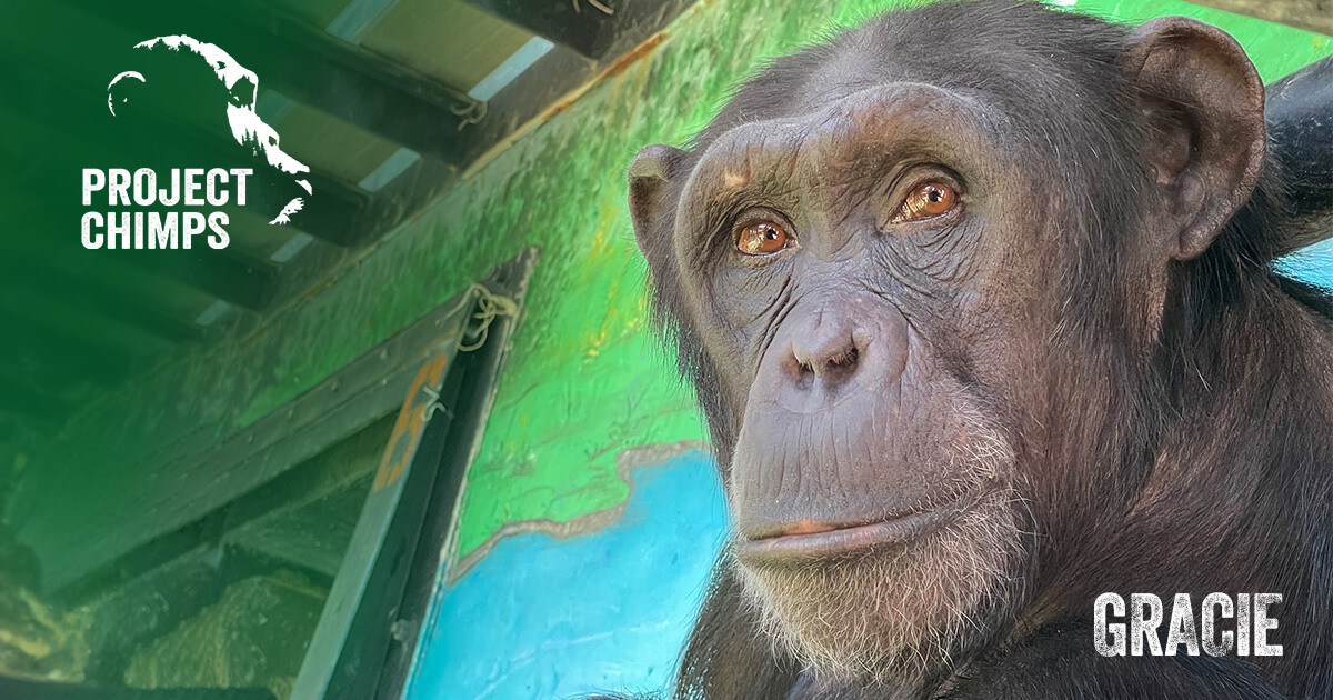 Donate to Project Chimps | GivingTuesday