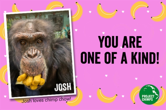 Donate to | Project Chimps