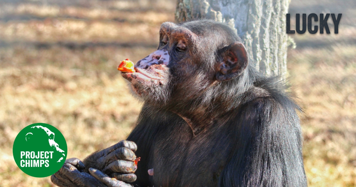 Donate to Project Chimps | GivingTuesday